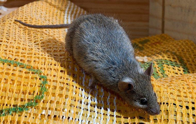 Why Are Mice Infestations In Ocean Isle Beach So Hard To Get Rid Of?