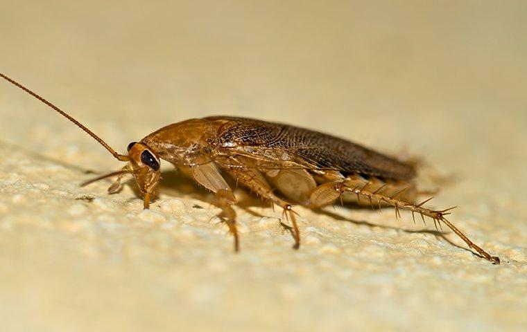 Ocean Isle's Extreme Guide To Cockroach Prevention