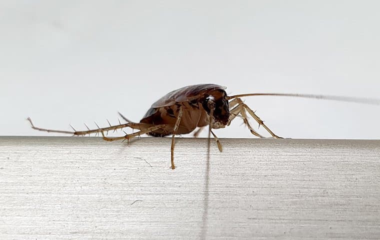 Cockroach Control On A Budget: Affordable Solutions That Work In Wilmington