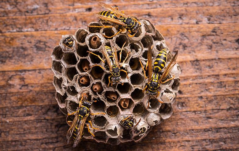 How Dangerous Are The Wasps In Ocean Isle Beach, NC?