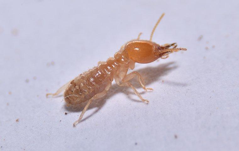A Quick Guide To Spotting Termite Troubles Around Your Ocean Isle Beach ...