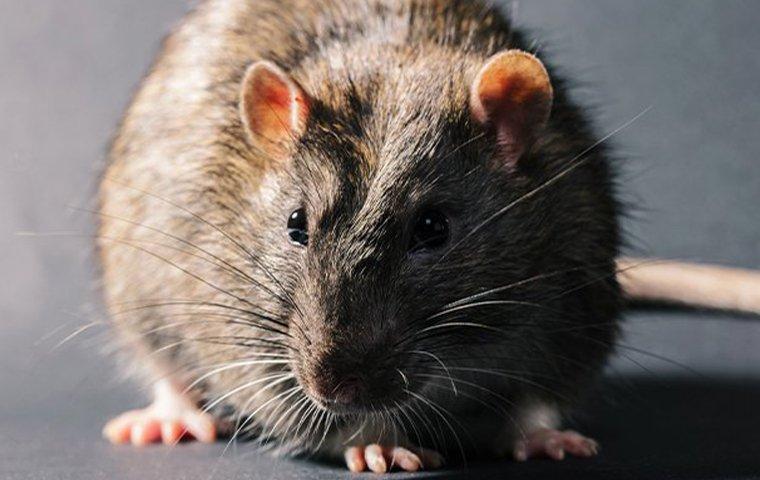 Tips For Effective Rodent Control In Wilmington