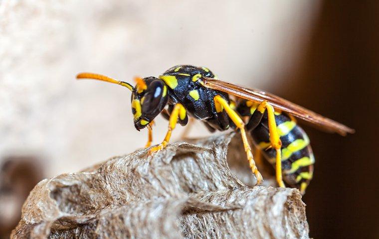 A Useful Wasp Prevention Guide For Your Ocean Isle Beach Home And Yard
