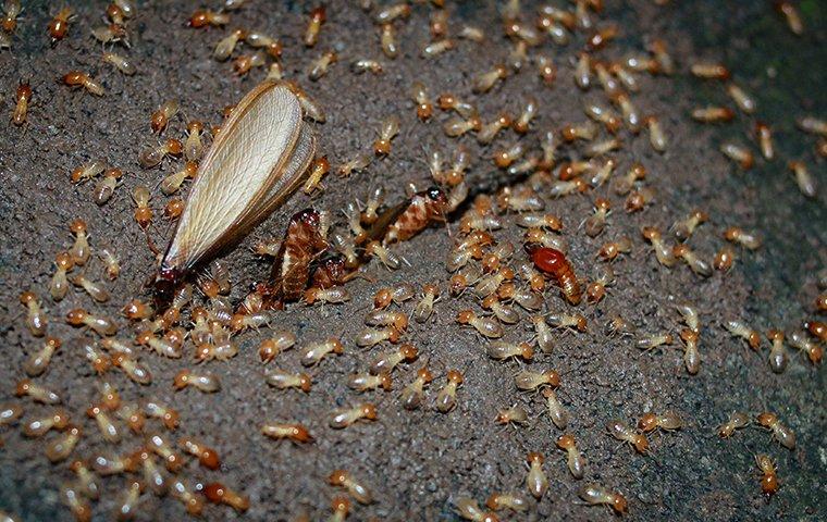 Termites In Wilmington, NC Can Be Dangerous: Learn The Do's and Dont's