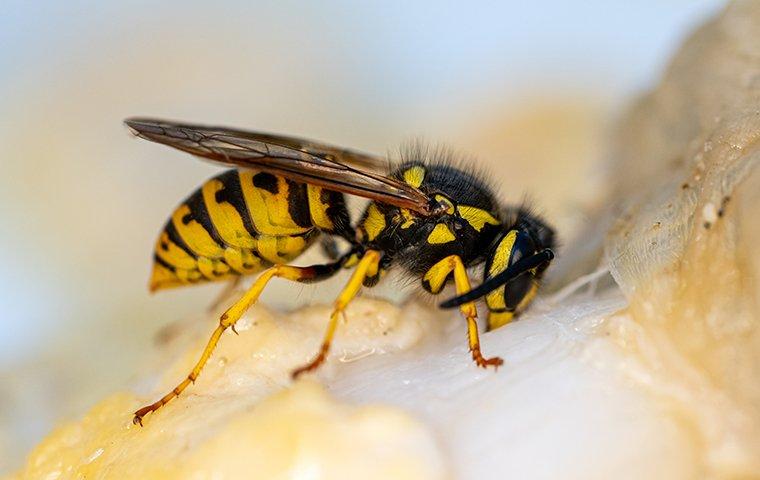 What To Do About Yellowjackets In Ocean Isle Beach